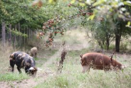 Permaculture Design for Pigs, the Farmer's Friend - Countryside